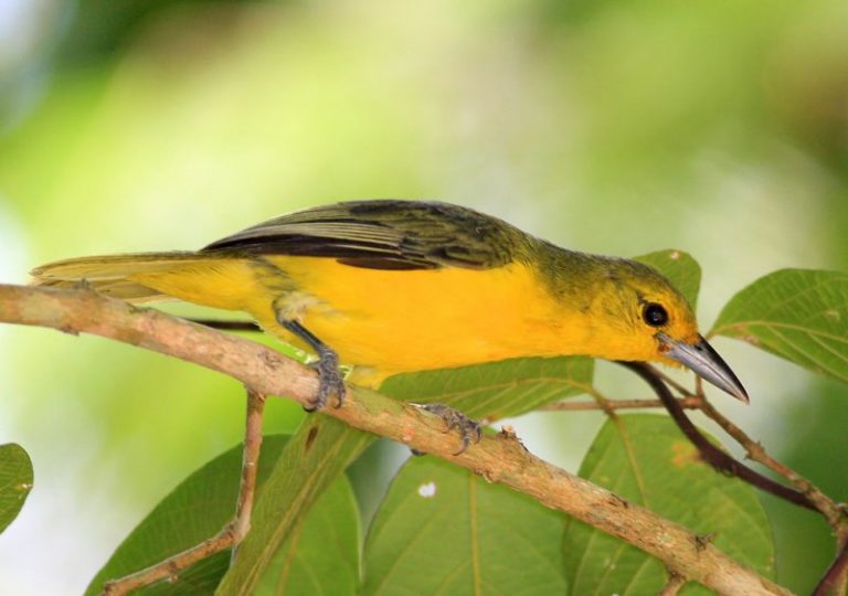 Berbagai Spesies Cipow Yang Ada di Dunia – Cipman.com